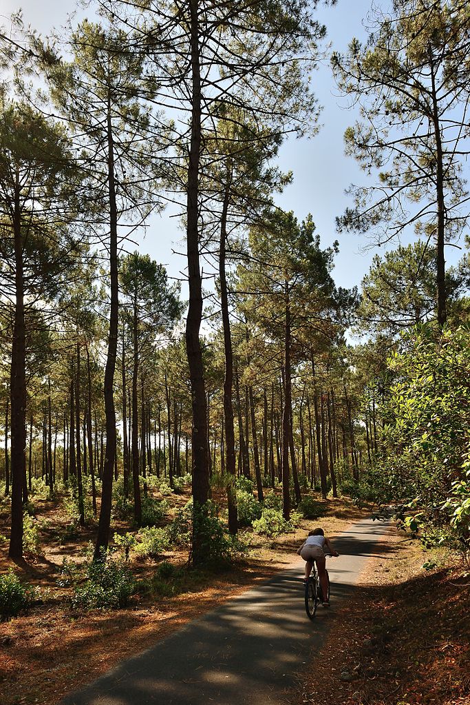 Pilgrim Walking Routes in France - Mary Anne's France